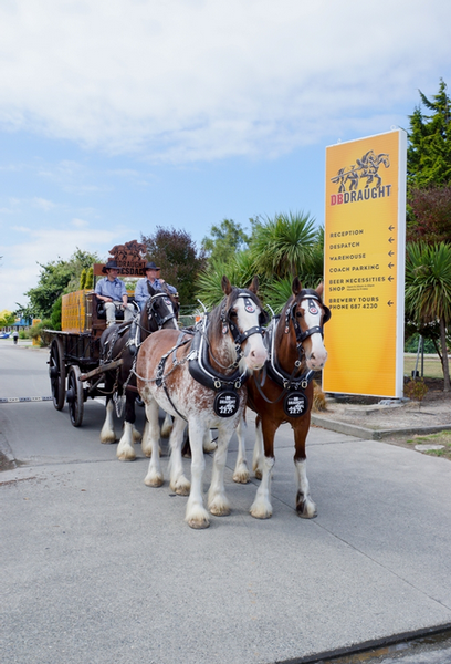 Old Fashioned Beer Delivery Marks Milestone For DB Draught | infonews ...