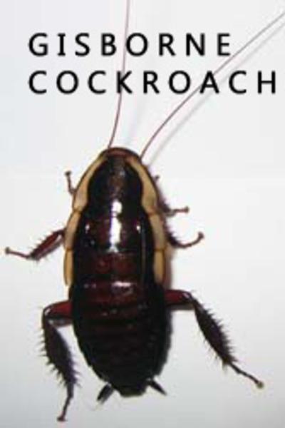 Cyborg cockroaches... | infonews.co.nz New Zealand News