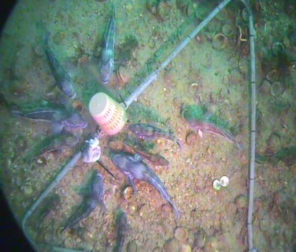 Fiordland blue cod: "Smile – you're on baited-underwater-video ...