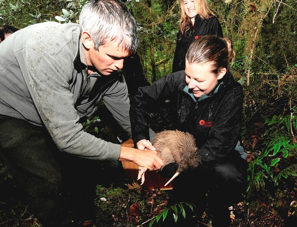 Kiwis set up home in Sinbad Sanctuary | infonews.co.nz New Zealand News