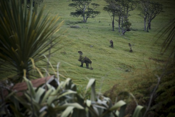 A Camel in the Rainforest ?? | infonews.co.nz New Zealand News