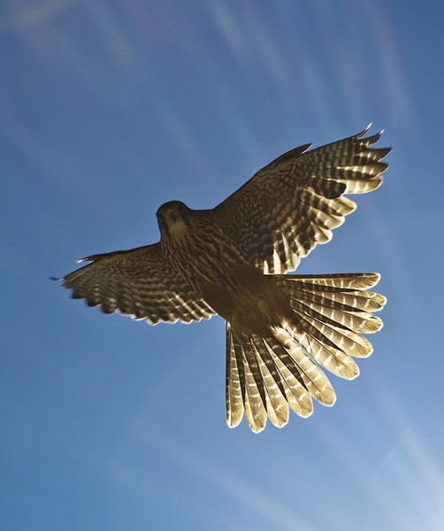 Cannon awards environmental grant to benefit NZ Falcon | infonews.co.nz ...