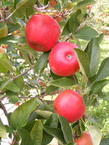 Save the Date: Opening of the 2011 Jazz Apple Season | infonews.co.nz ...