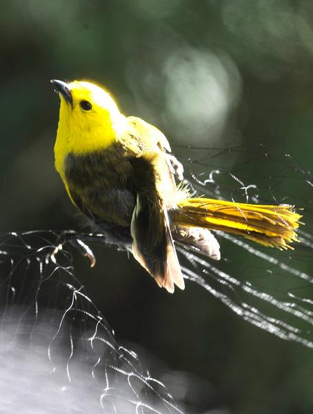 Birds on a Plane ..... | infonews.co.nz New Zealand News