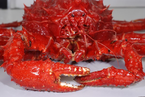 King of the Crabs | infonews.co.nz New Zealand News