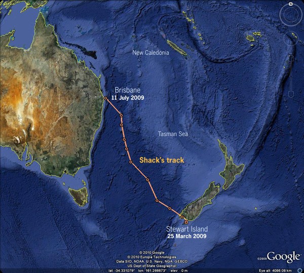 Great white sharks are taking tropical winter holidays too! | infonews ...