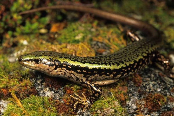 Southern Discoveries Shape Fiordlands Newest Sanctuary | infonews.co.nz ...