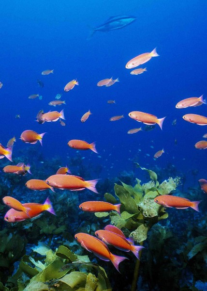 Seaweek spotlight on Tuhua Marine Reserve | infonews.co.nz New Zealand News