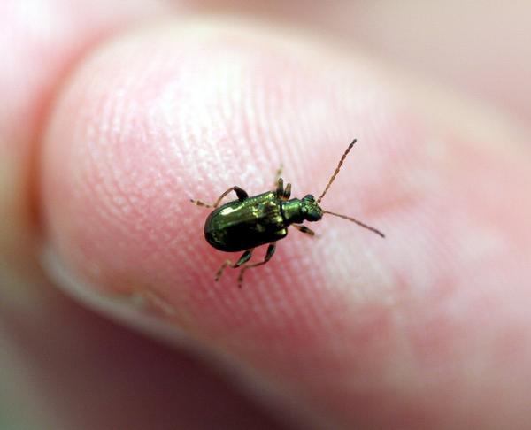 Hopes tiny insects can make a big difference | infonews.co.nz New ...