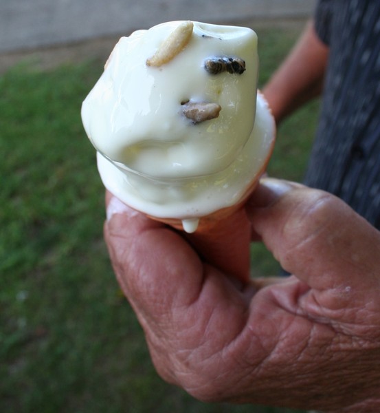 Wasp larvae ice cream on NRC field days' menu | infonews.co.nz New ...