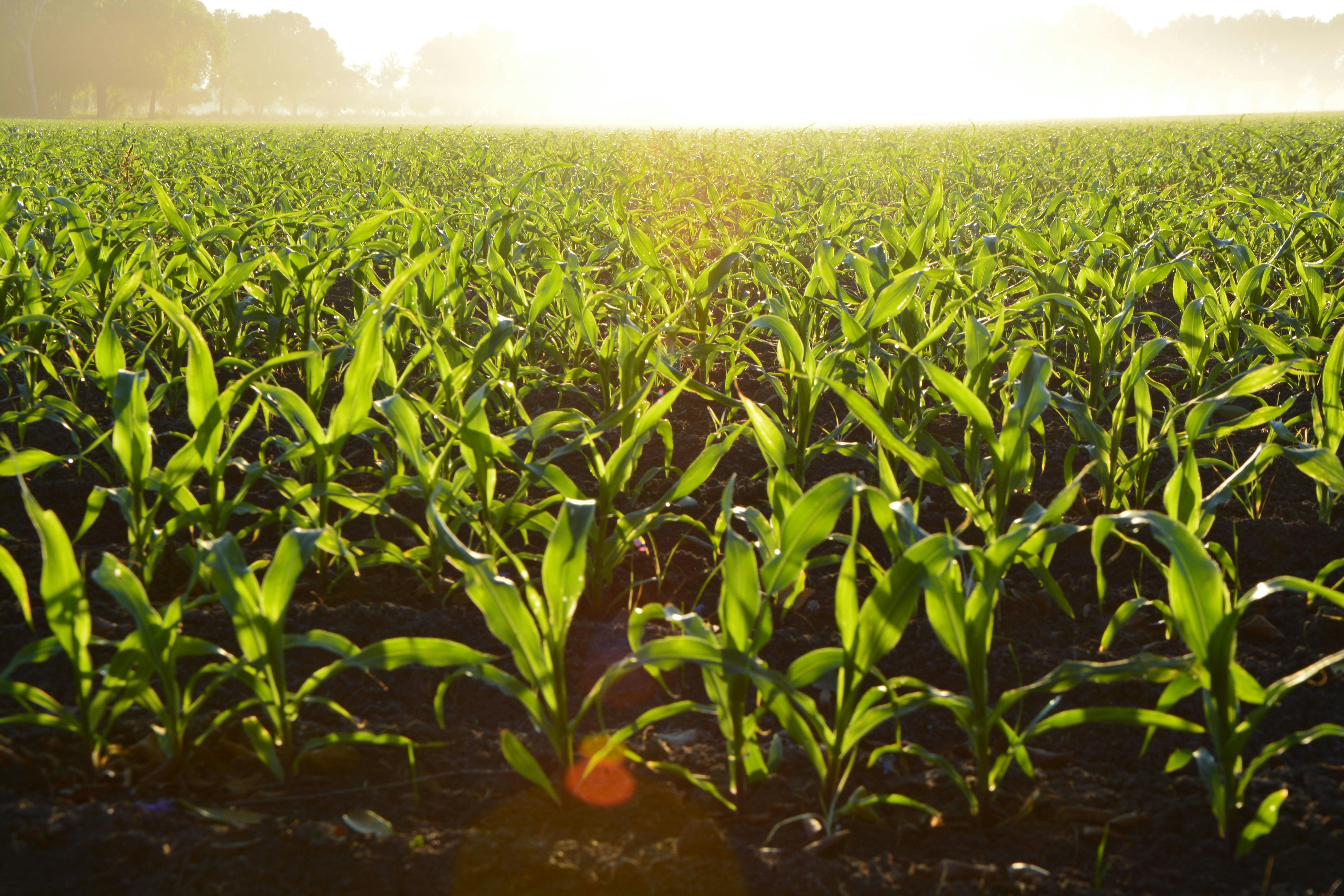 Foliar Fertiliser: Feeding Plants Through the Leaves with Leading New ...
